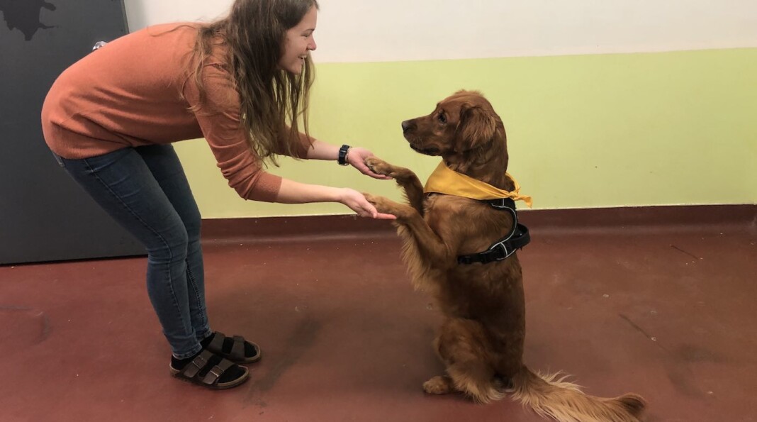 Dogs Trained to Sniff Out Post-Traumatic Stress – by Smelling Patients ...