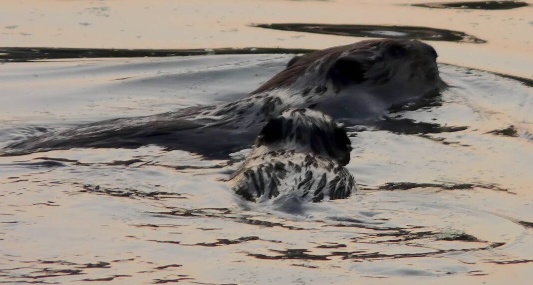 First Beaver in 400 Years Born in English Countryside as Reintroduced ...