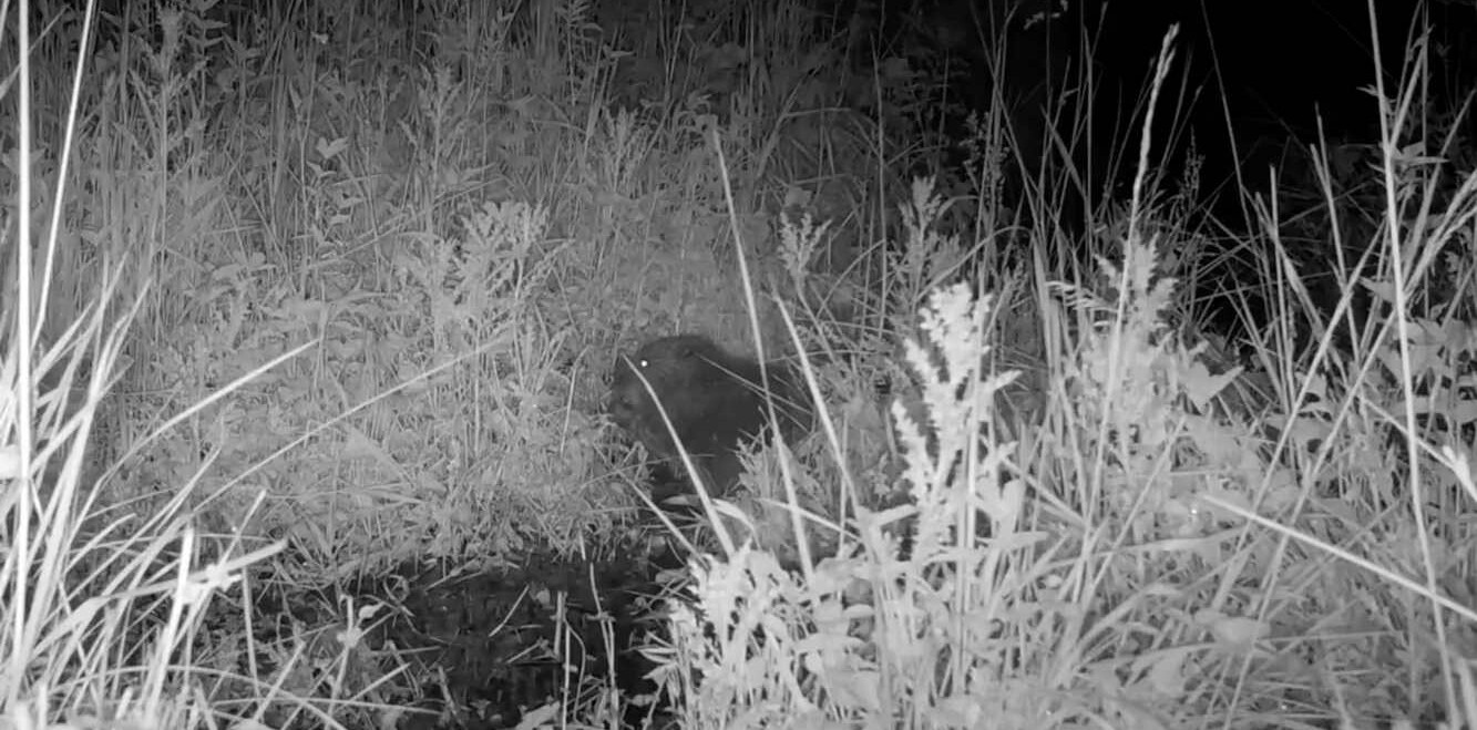 First Beaver in 400 Years Born in English Countryside as Reintroduced ...