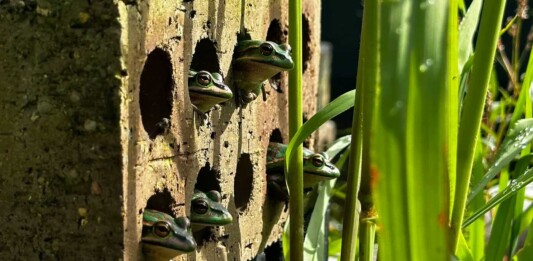 Frogs Archives - Good News Network