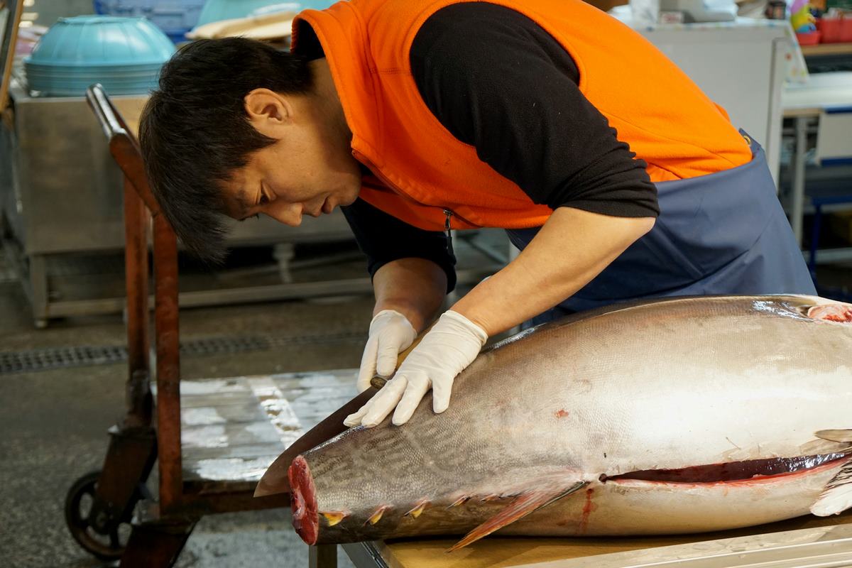 Recovery of the Bluefin Tuna Achieves Major Goals A Decade Ahead of ...