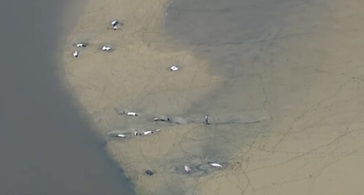Over 100 Dolphins Saved from Historic Mass Stranding in Cape Cod