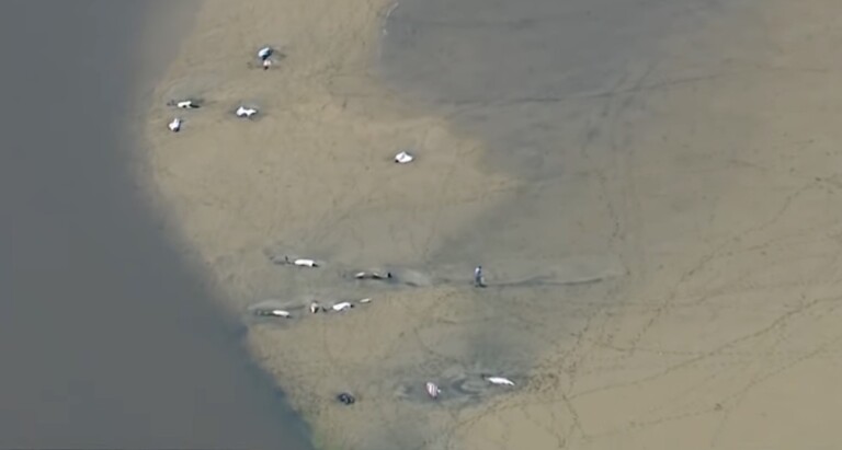Over 100 Dolphins Saved from Historic Mass Stranding in Cape Cod