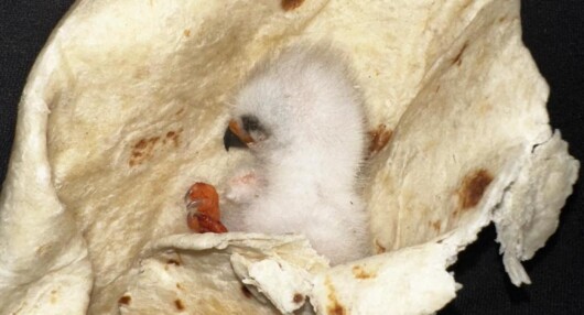 Baby Bird Rescued in Texas Wrapped in a Warm Tortilla Until Wildlife ...
