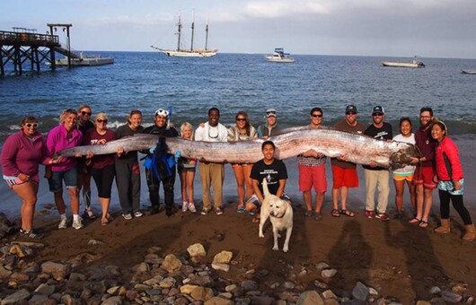 Rare ‘Doomsday’ Fish Surfaces in California–Just the 20th Discovered in ...