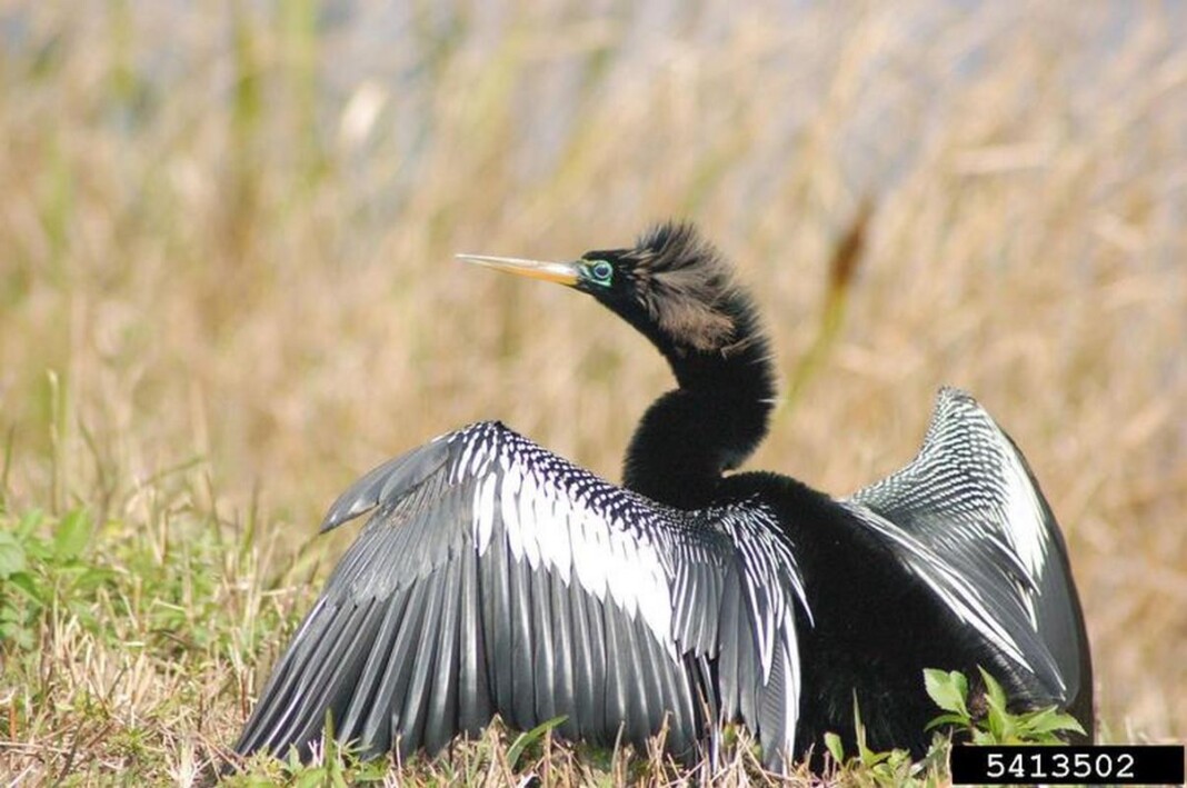 Out-of-Place ‘Devil Bird’ Wows Spectators in Maine, the First Anhinga ...