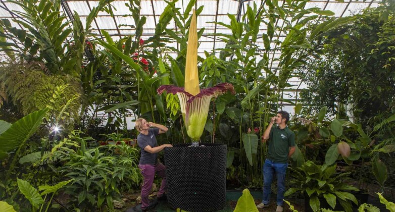 Spectacular Endangered ‘Corpse Flower’ Blooms in Scotland With Rotting ...