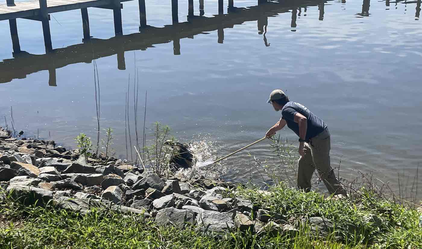 Injured Bald Eagle Plucked From River in Daring Rescue By College ...
