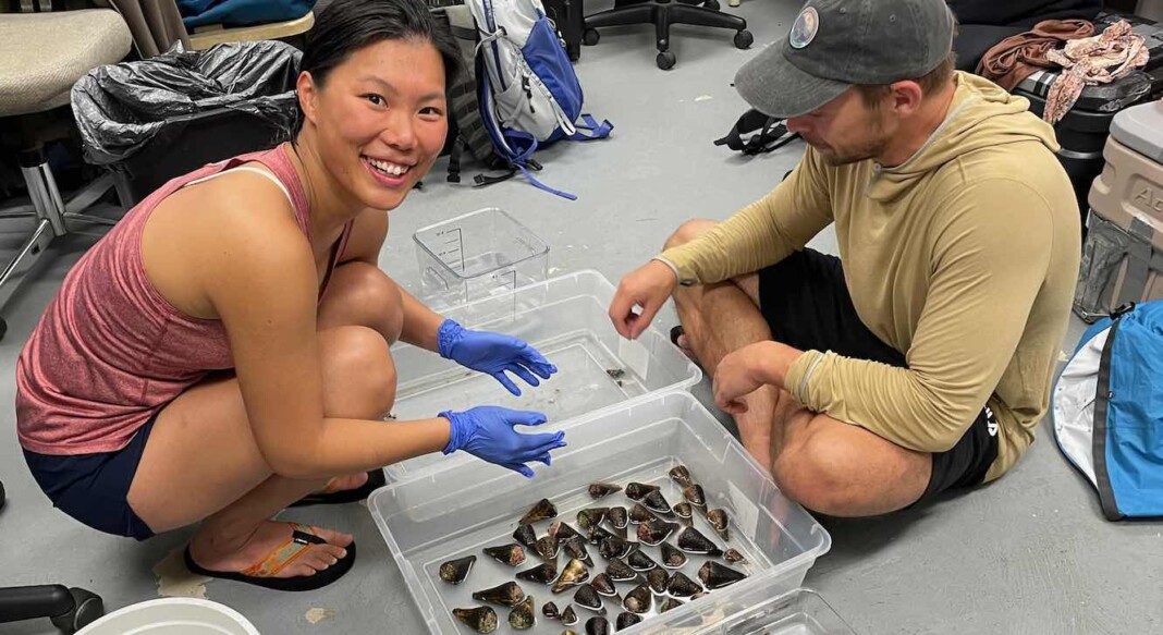 Cone Snail Poison is Deadly But May Now Lead to Better Diabetes and ...