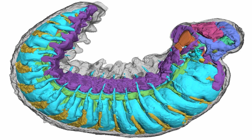 Worm Fossil From 520 Million Years ago Solves Mystery of How Modern ...