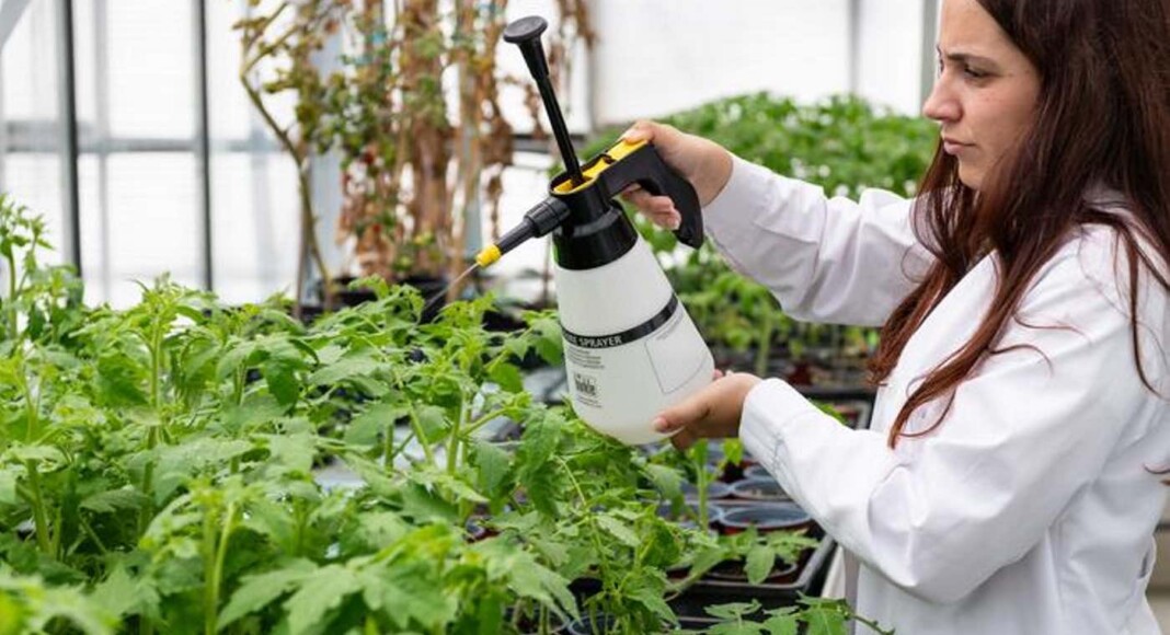 New Way of Protecting Tomatoes From Deadly Bacteria Lets Plants Sniff ...