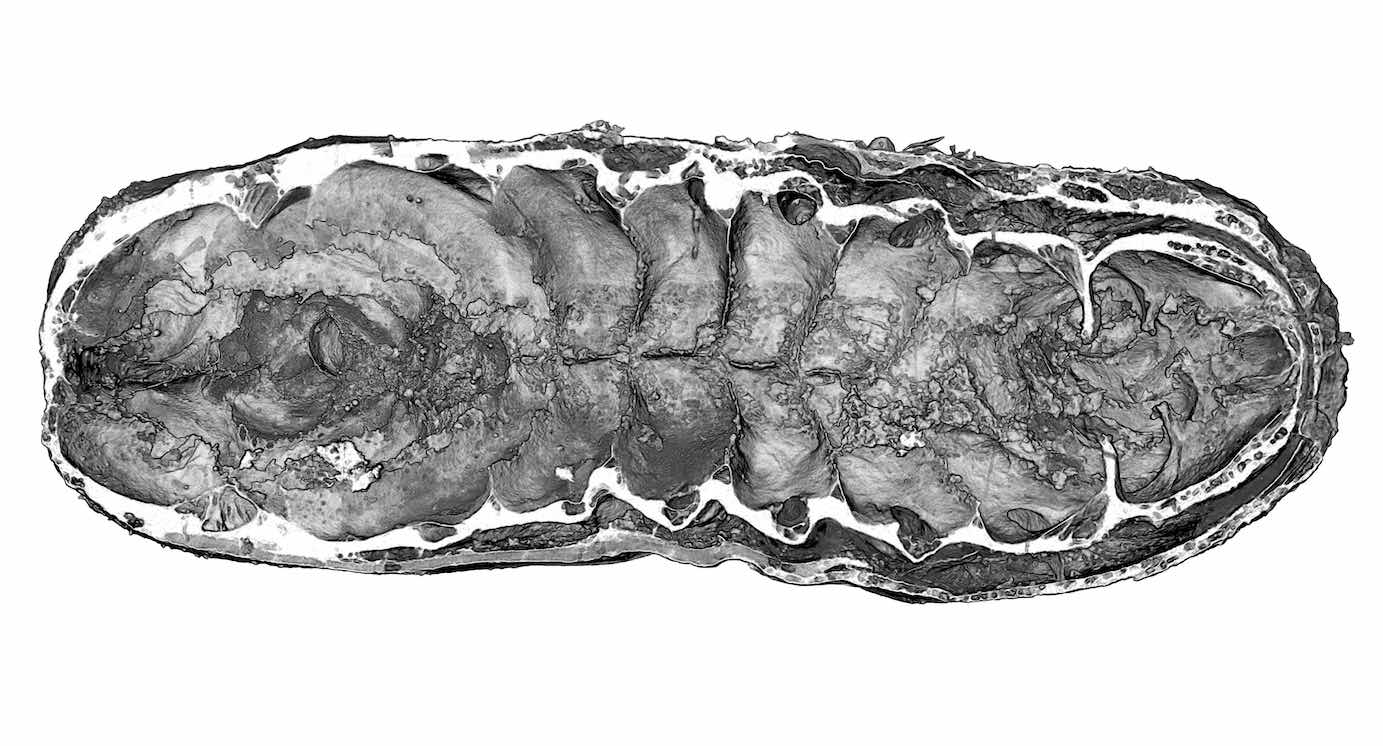Worm Fossil From 520 Million Years ago Solves Mystery of How Modern ...