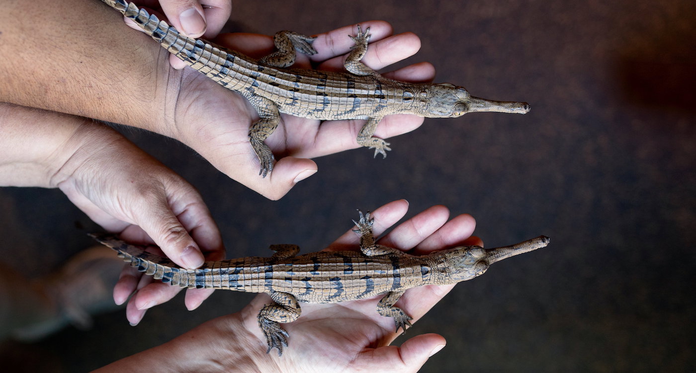 First Back-to-Back Gharial Crocodiles Born in N. America to Help Save ...