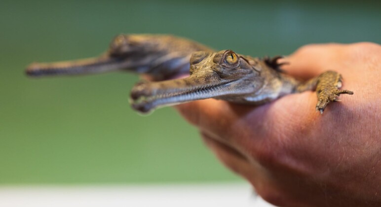 First Back-to-Back Gharial Crocodiles Born in N. America to Help Save ...
