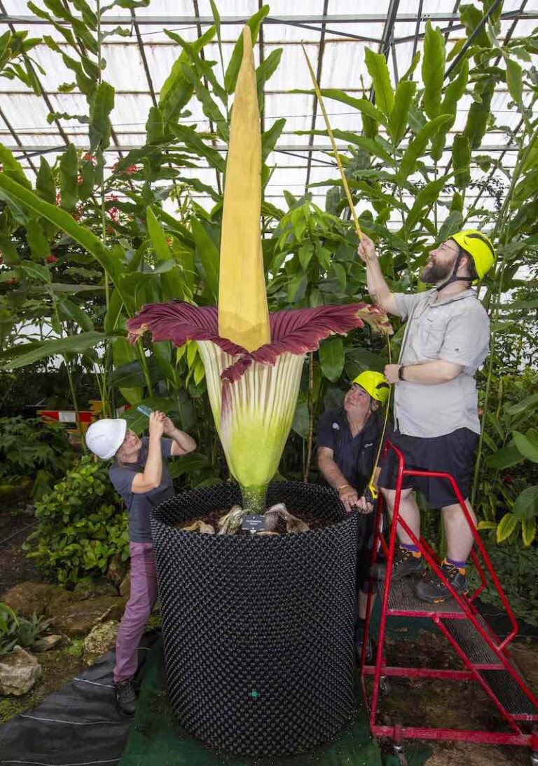 Spectacular Endangered ‘Corpse Flower’ Blooms in Scotland With Rotting ...