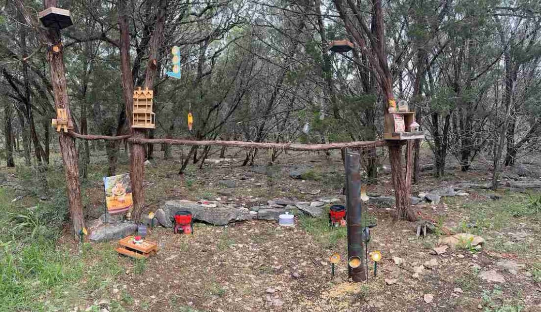 Squirrels Were Struggling in a Heat Wave so She Made Them a ‘Squirrel Spa'