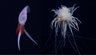 Oceanographers Explore Underwater Mountain Bigger Than Mount Olympus ...