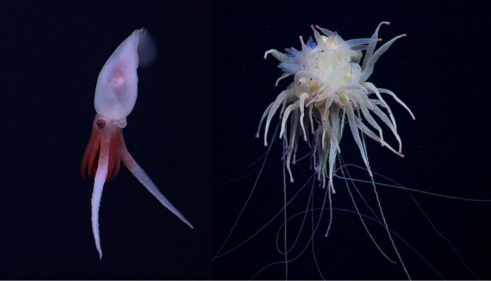 Oceanographers Explore Underwater Mountain Bigger Than Mount Olympus ...