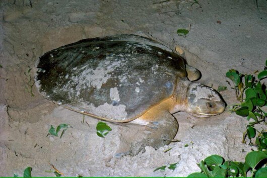 To Save Sea Turtle Population Invasive Deer Successfully Eradicated ...