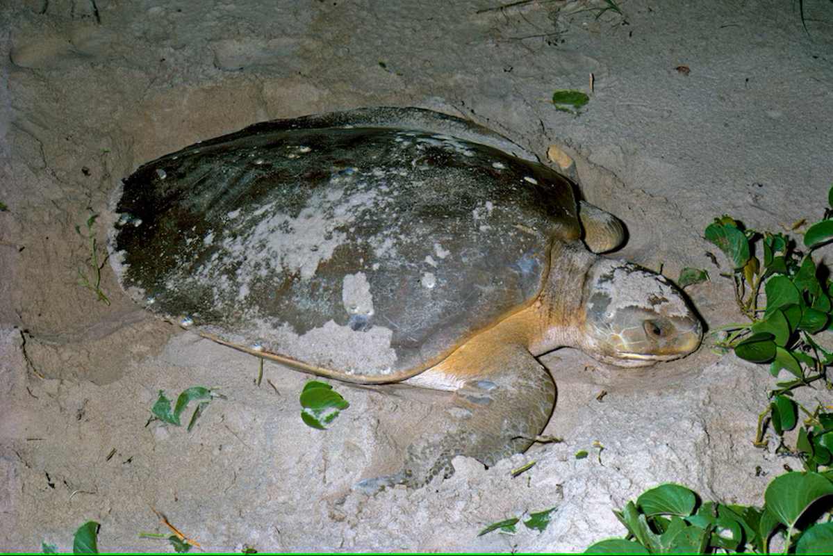 To Save Sea Turtle Population Invasive Deer Successfully Eradicated ...