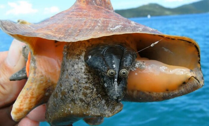 Florida’s Trying ‘Speed Dating’ Service to Save Endangered Mollusk ...