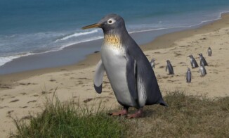 Tiny Fossil Reveals Penguin’s Surprisingly Useful Wings and How They ...
