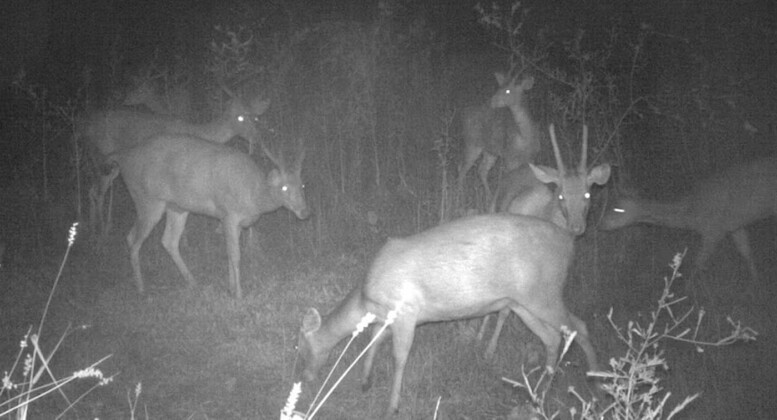 To Save Sea Turtle Population Invasive Deer Successfully Eradicated ...