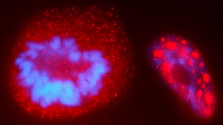 Researchers Bend DNA Strands with Light, Revealing a New Way to Study ...