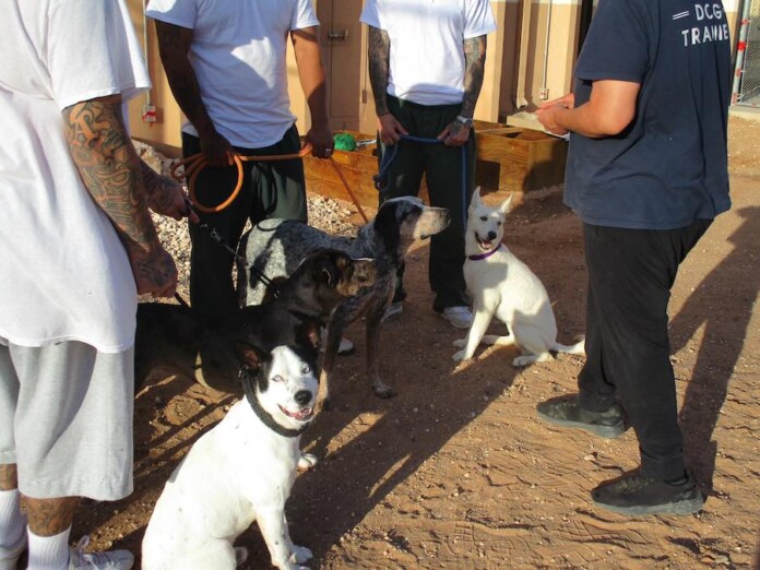Inmates Training Hard-to-Adopt Dogs in New Mexico Creates Joy On Both ...
