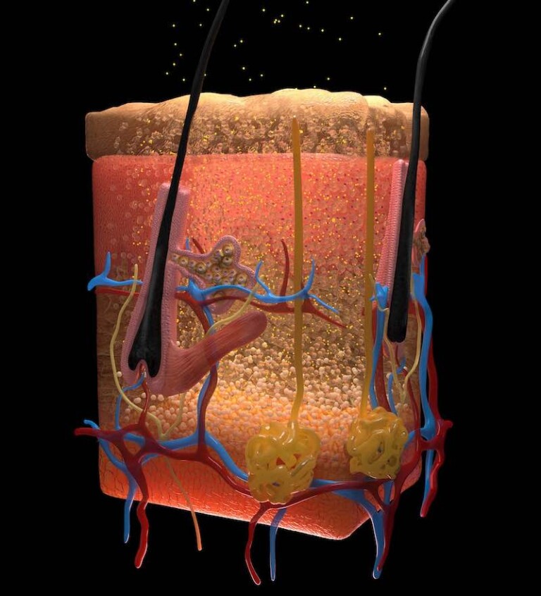 Simple, Cheap Food Dye Makes Skin Transparent to Give Doctors a ‘Window ...