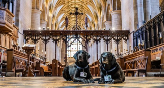 Dogs Become Service Animals for God – Working as Staff in 900-Year-old ...