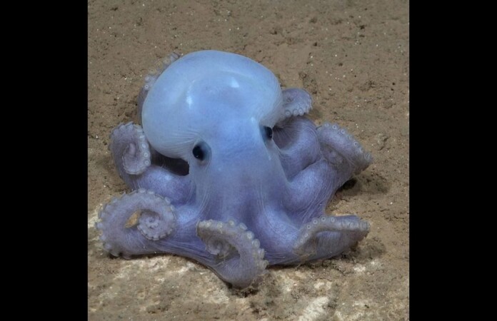 Oceanographers Explore Underwater Mountain Bigger Than Mount Olympus ...