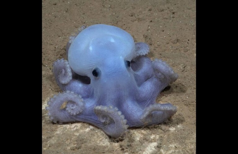 Oceanographers Explore Underwater Mountain Bigger Than Mount Olympus ...