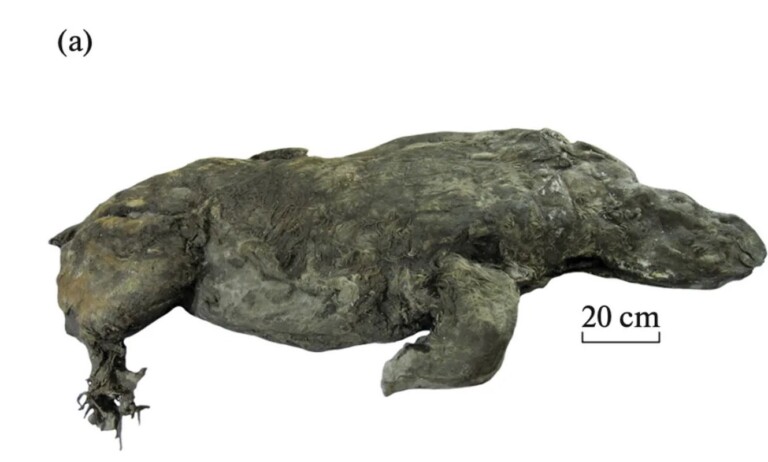 Frozen in Time: 32,000-Year-old Woolly Rhino Found with Skin, Fur, and ...