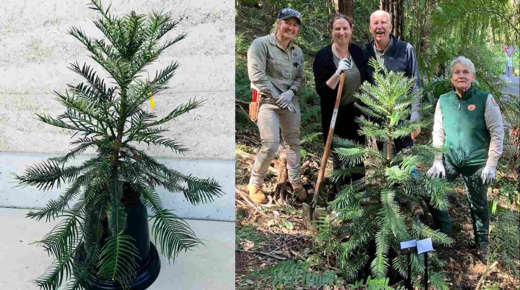 6 Saplings of Dinosaur-Era Tree Species Being Auctioned to Spread the ...