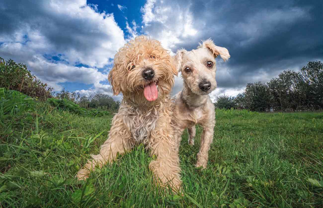 Unwanted Shelter Dogs Get the Supermodel Treatment to Help Them Find ...