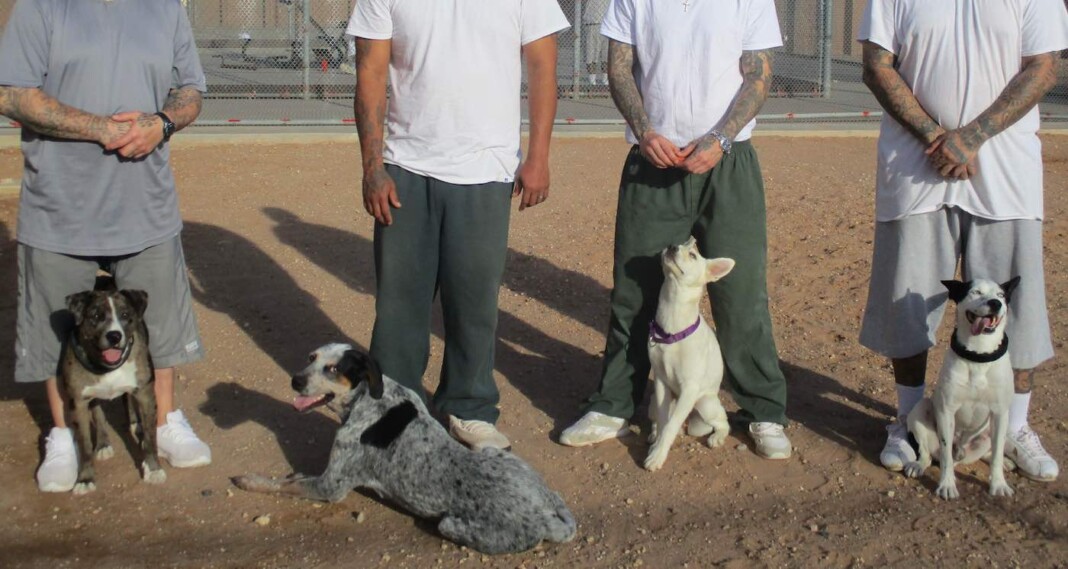 Inmates Training Hard-to-Adopt Dogs in New Mexico Creates Joy On Both ...