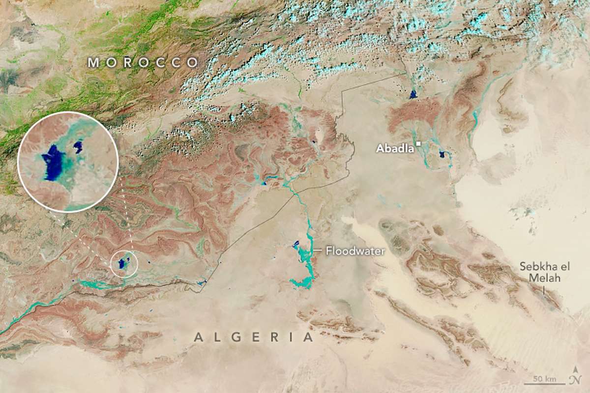 Sahara Desert Is Turning Green Amid Unusual Rains in Parts of North Africa