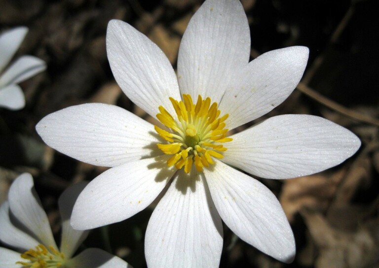 Novel Plant-Derived Compound May Be Game-Changer for Drug-Resistant ...