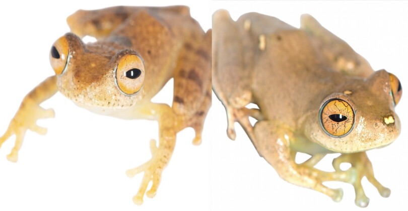 Seven New Frog Species Were Named After Star Trek Captains: ‘To Boldly ...