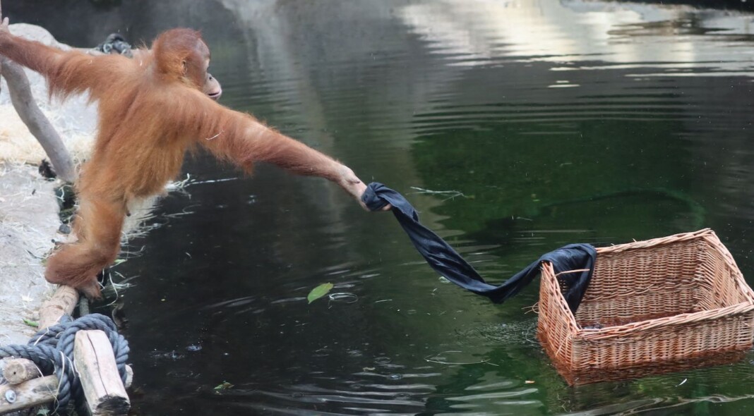 Clever Orangutan Makes a Tool to Retrieve Floating Basket From Pond - LOOK