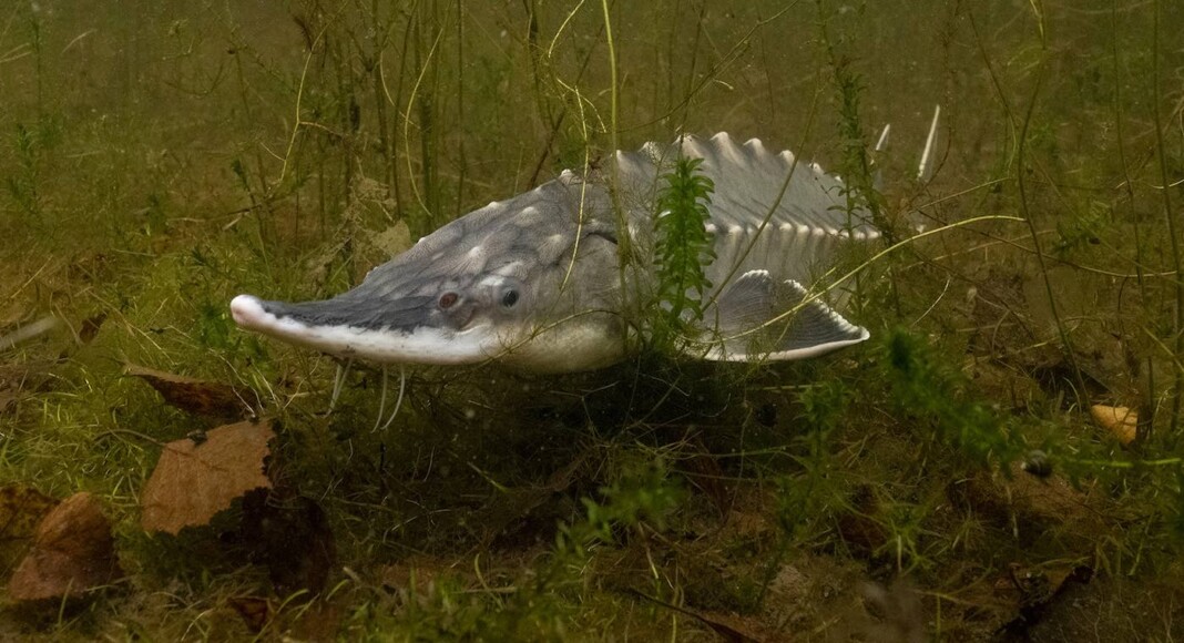Primeval Sturgeon Swim Again in Sweden After Scientists and Anglers ...