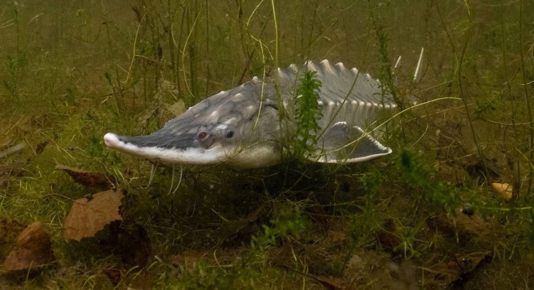 Primeval Sturgeon Swim Again in Sweden After Scientists and Anglers ...