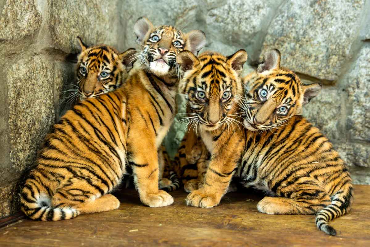 Polish Zoo Celebrates 'Globally unprecedented' Birth of 4 Critically ...