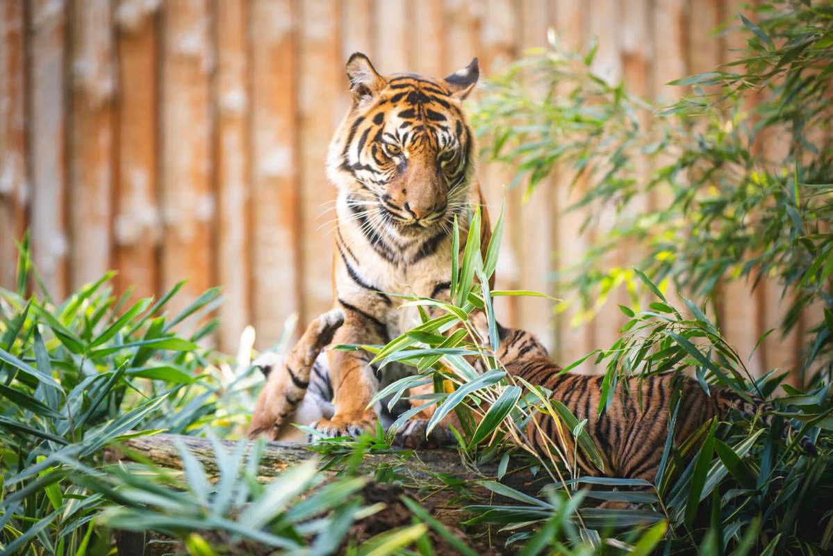 Polish Zoo Celebrates 'Globally unprecedented' Birth of 4 Critically ...