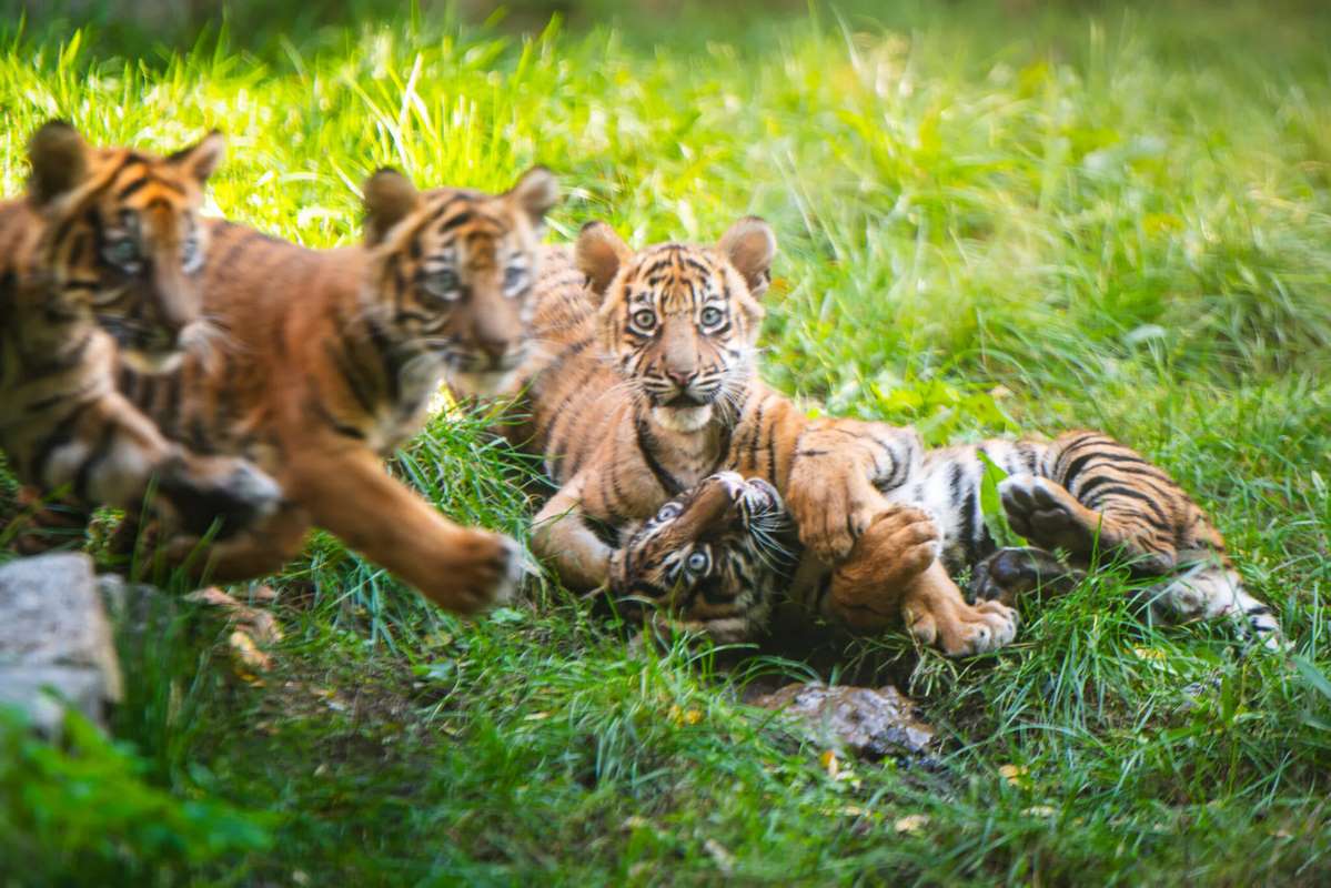 Polish Zoo Celebrates 'Globally unprecedented' Birth of 4 Critically ...