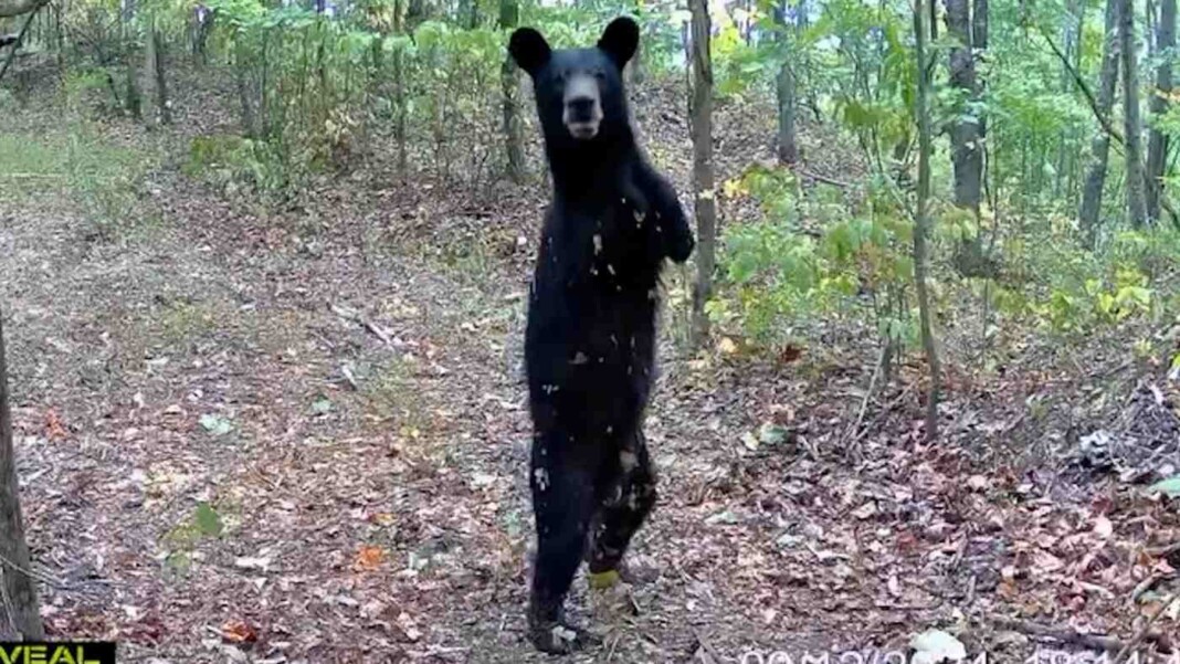 Trail Camera Shows ‘Truly Amazing' Bear – Born with 2-Legs and Walking ...