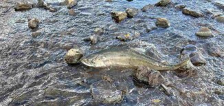 First Salmon Since 1912 Spotted in Klamath Basin Just Weeks After Dam ...