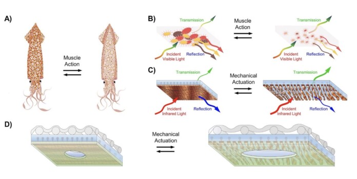 New Fabric Inspired by Squid is Leading to Temperature-Controlled Clothing