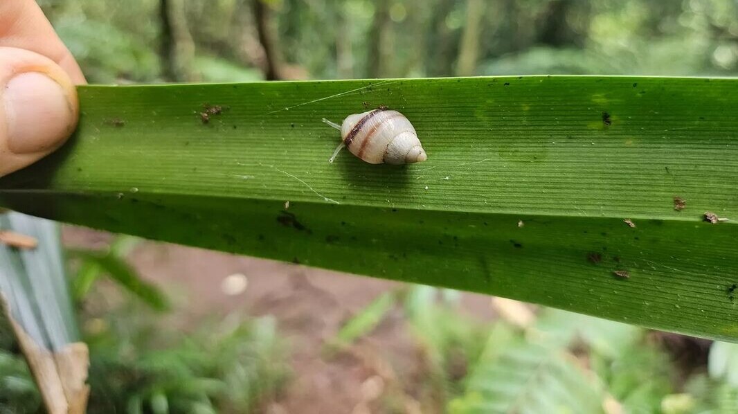 These Tiny Snails Are Breeding in the Wild for the First Time in 40 ...